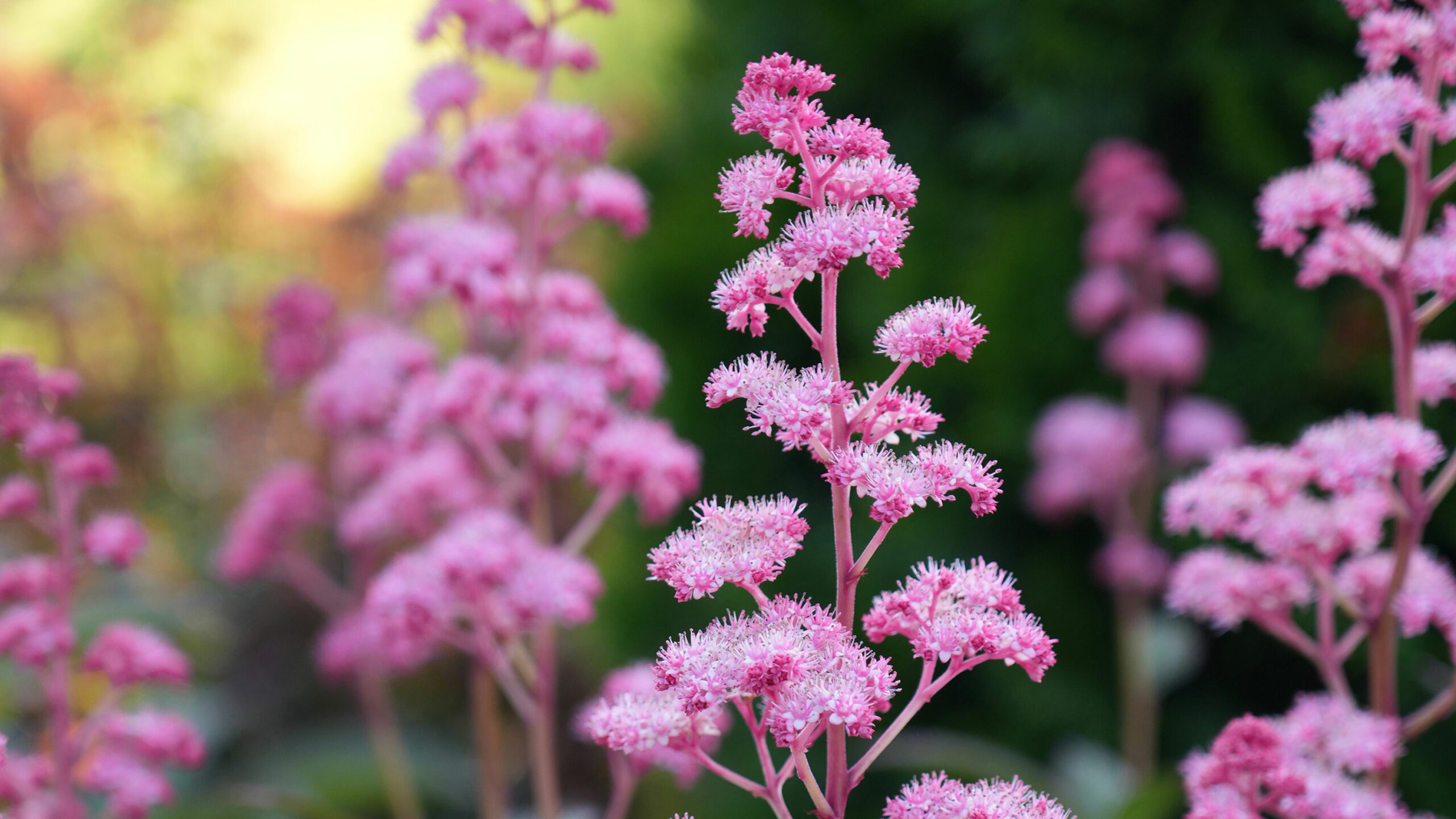 UW PRIVACY - BSR - Geesbrug